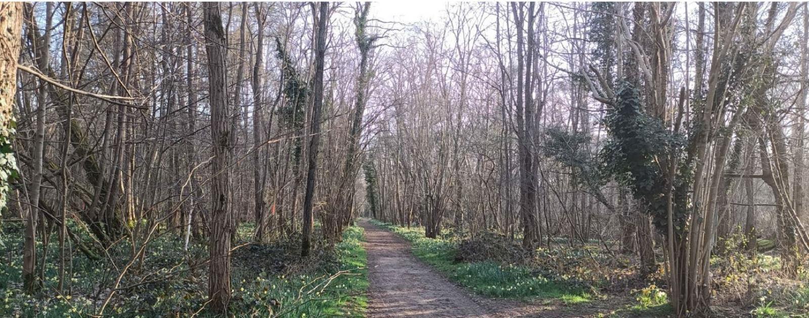 Promenade accessible de la Fée du bois de Bréviande à Seine-Port | MDPH 77